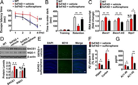 The Nrf2 Inducer Sulforaphane Ameliorates Cognitive Deficits And Aβ