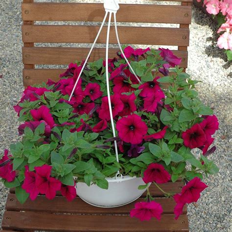 Petunia Trilogy Purple F1 Seed – Harris Seeds