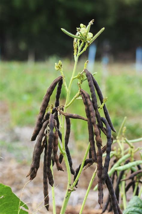 What Are Mung Beans Tips On Growing Mung Beans In The Garden Gardening Know How