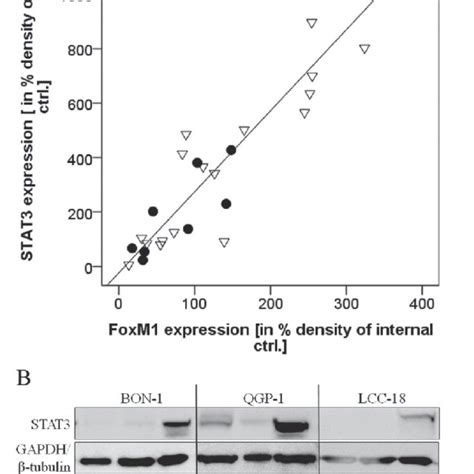 Treatment Of Gep Nen Cell Lines With Siomycin A In Three Independent