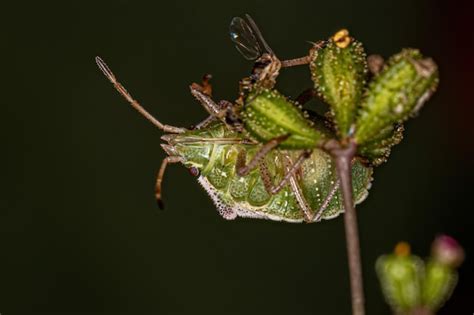 Premium Photo Adult Stink Bug