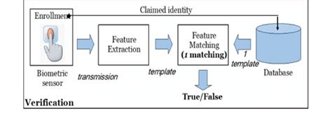 Process Of Verification Download Scientific Diagram