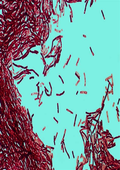 Streptobacillus Bacteria Buymicroart