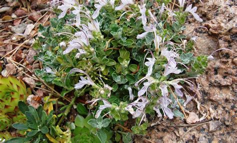 Prairiebreak A Terrible Tale Of Two Tangled Teucriums