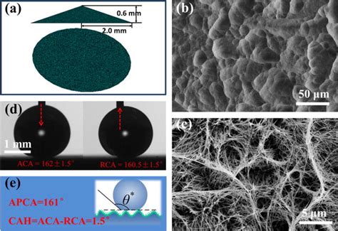 Bouncing Dynamics Of Impact Droplets On The Convex Superhydrophobic
