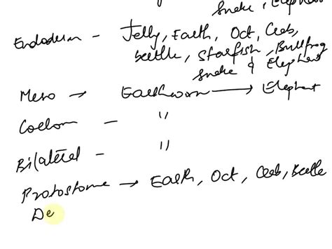 Solved Organism Sponges Cnidarians Ctenophores Platyhelminthes Rotifers Nematodes