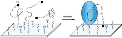 Design Of A Signal On Electrochemical Aptamer Biosensor For Thrombin