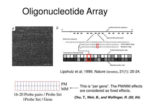 Ppt Empirical Bayes Analysis Of Variance Component Models For Microarray Data Powerpoint