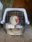 Fixing Fractured Chicken Bones Bitchin Chickens