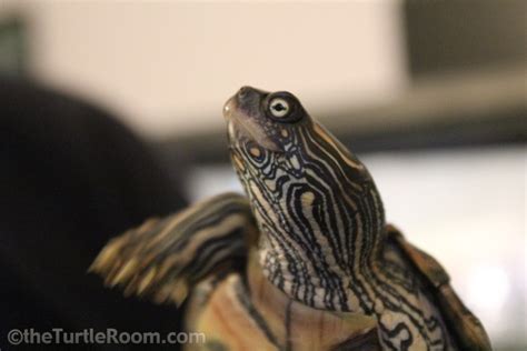 Graptemys Versa Natural History Care And Photo Gallery