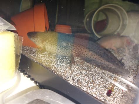 Can Someone Help Me Sex My Axolotyls R Axolotls