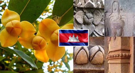 នេះជាមូលហេតុដែលកម្ពុជាកំណត់យកផ្ការំដួលជាតំណាងអត្តសញ្ញាណជាតិ Tnaot