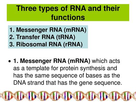PPT Structure Of RNA PowerPoint Presentation Free Download ID