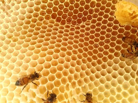 It S The Birthright Of Bees To Build Comb Milkwood Permaculture Courses Skills Stories