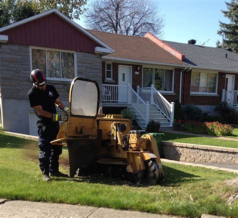 Stump Removal Tree Felling Émondage Sbp Montreal