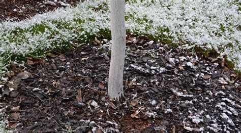 Apple Tree Growth Stages How Fast Do Apple Trees Grow Growing Tree Growing Apple Trees