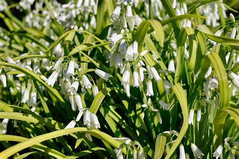 8 Foto Pojok Bunga Gambar Dan Background Untuk Unduh Gratis Pngtree