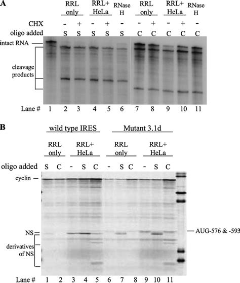 Oligodeoxynucleotidernase H Cleavage Assays Performed On Uncapped