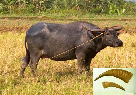 Water Buffalo Horn Shui Niu Jiao Bubalus Bubalis Cornu Bubali