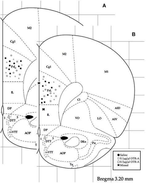 schematic representation of mpfc cannula placements cannula tip