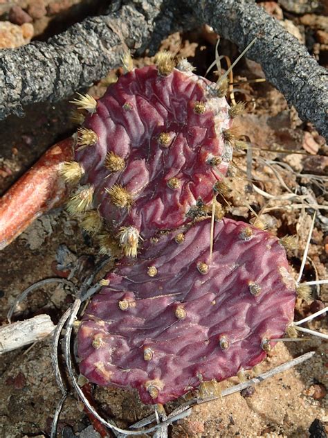 Безплатна снимка : дърво, кактус, растение, листо, цвете, храна ...