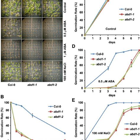 Pdf Abd1 Is An Arabidopsis Dcaf Substrate Receptor For Cul4 Ddb1 Based E3 Ligases That Acts As