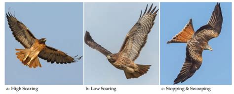 Vrptw（matlab）：红尾鹰算法（red‑tailed Hawk Algorithm ，rth）求解带时间窗的车辆路径问题vrptw（提供参考文献及matlab代码）matlab