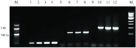 Replicate Pcr Using A B C And D From Crude Extract As Template Download Scientific Diagram