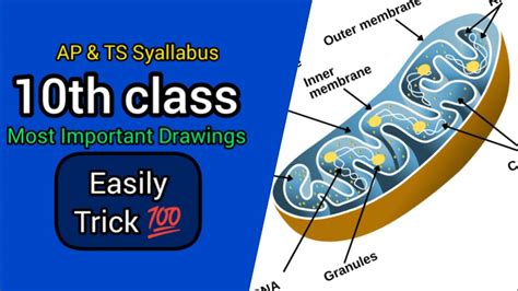 How Do You Draw A Mitochondria Diagram Easily Tricks Biology Drawing