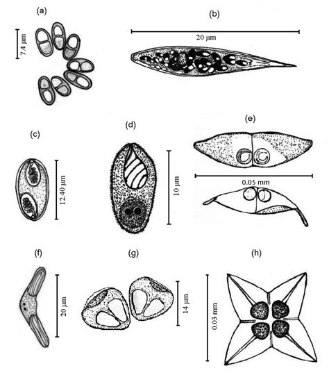 Protozoa Labeled Diagram