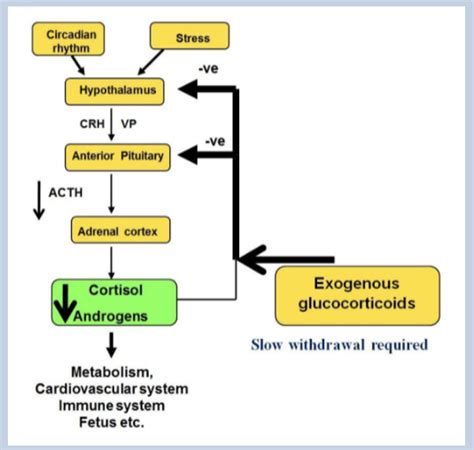 Steroids Of The Adrenal Cortex Physiology Test And Flashcards