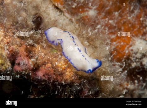 Blue Spotted Polyclad Flatworm Pseudoceros Indicus Near Pulau Putri