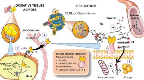 Triglyceride Rich Lipoprotein Metabolism Key Regulators Of Their Flux