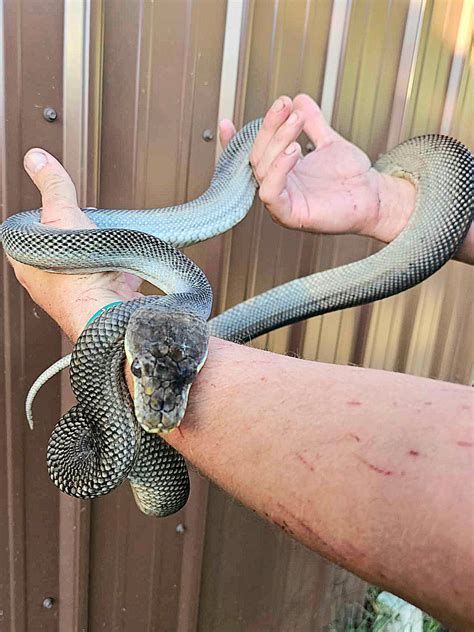 Axanthic Moluccan Python Very Ltc Scrub Python By The Amethistina Project Morphmarket