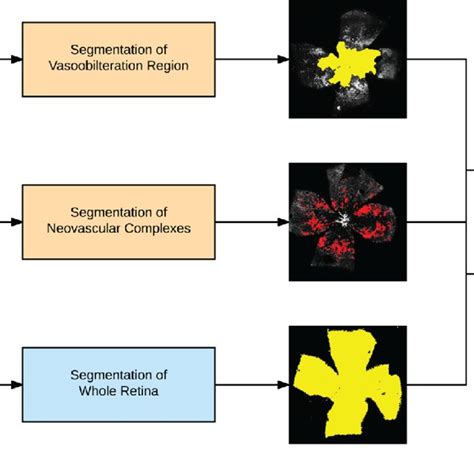 Overview Of The Fully Automated Analysis Pipeline For Oxygen Induced Download Scientific