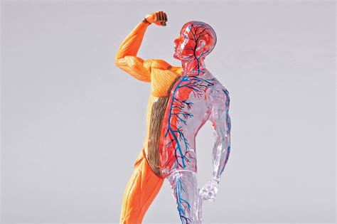 Sistemas Del Cuerpo Humano