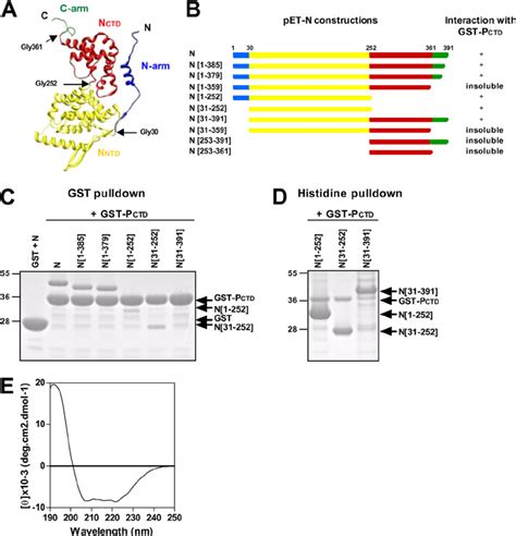 Deletion Mapping Of The P Ctd Binding Domain Of N A 3d Fold