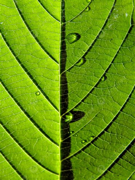Texture Of The Sheet Tree Shade Descriptive Life Photo Background And