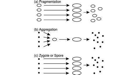 2 Modes Of Propagule Formation See Also 1 Small Solid Circles