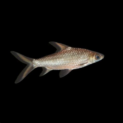 Tiburón Bala Balantiocheilus Melanopterus 5 6 Cm