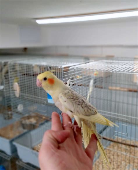 Młode Papugi Nimfy Gliwice Łabędy • Olx Pl