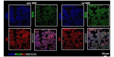 DAPI Dihydrochloride 4 6 Diamidino 2 Phenylindole Dihydrochloride Fluorescent DNA Stain