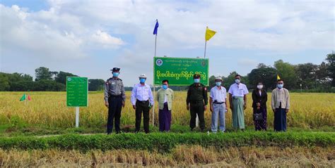 ဇလွန်မြို့နယ်တွင် မိုးစပါးစံကွက် ရိတ်သိမ်းပွဲကျင်းပ Information And Public Relations Department