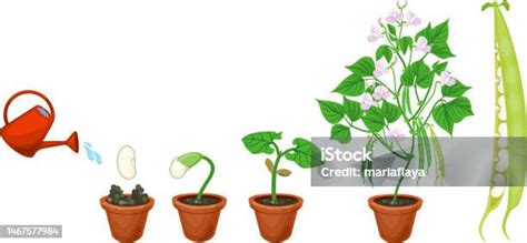콩 식물의 수명주기 하얀 배경에 고립 된 꽃 냄비에 파종에서 개화 및 결실 식물에 이르기까지 성장 단계 개발에 대한 스톡 벡터