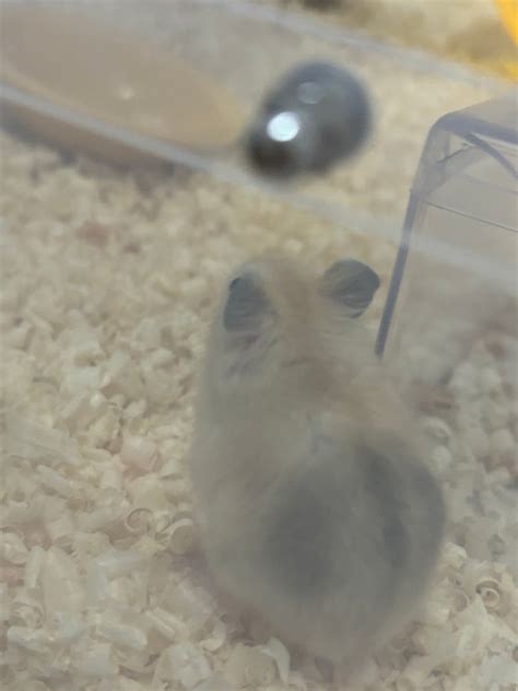 푸딩햄스터 지식in