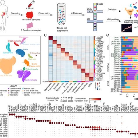 Pdf Scrna Seq Of Gastric Tumor Shows Complex Intercellular