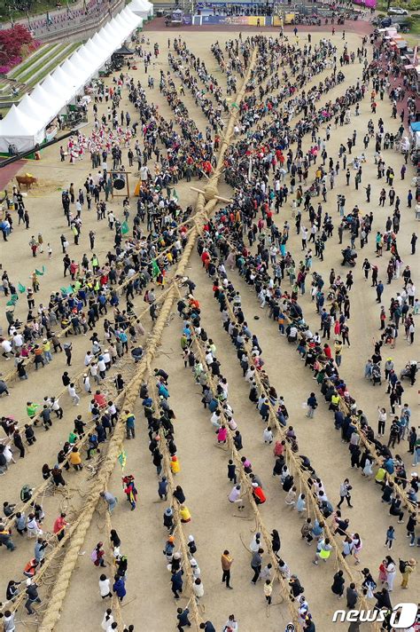 500년 전통 잇는 기지시줄다리기 네이트 뉴스 500년 전통 잇는 기지시줄다리기 네이트 뉴스