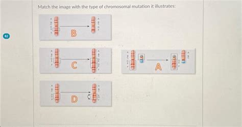 Solved Match The Image With The Type Of Chromosomal Mutation Chegg Com