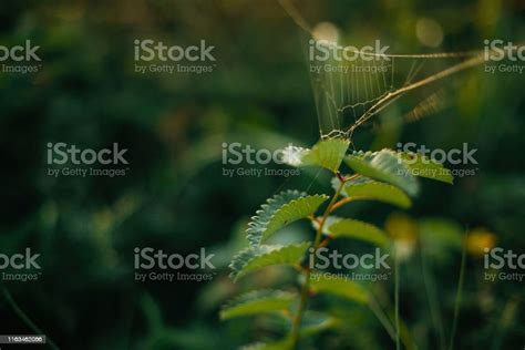 산의 일몰에 맑은 초원에서 거미줄이있는 아름다운 야생화와 허브 산에서 허브를 수집 자연 꽃 벽지 복사 공간 0명에 대한 스톡 사진 및 기타 이미지 Istock
