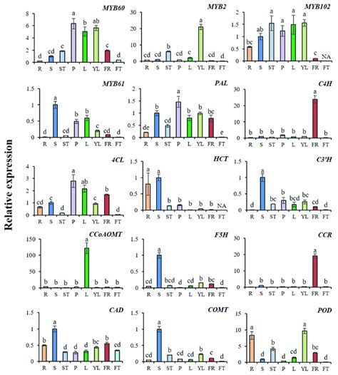 Relative Expression Levels Of Acmybs And Lignin Biosynthesis Related